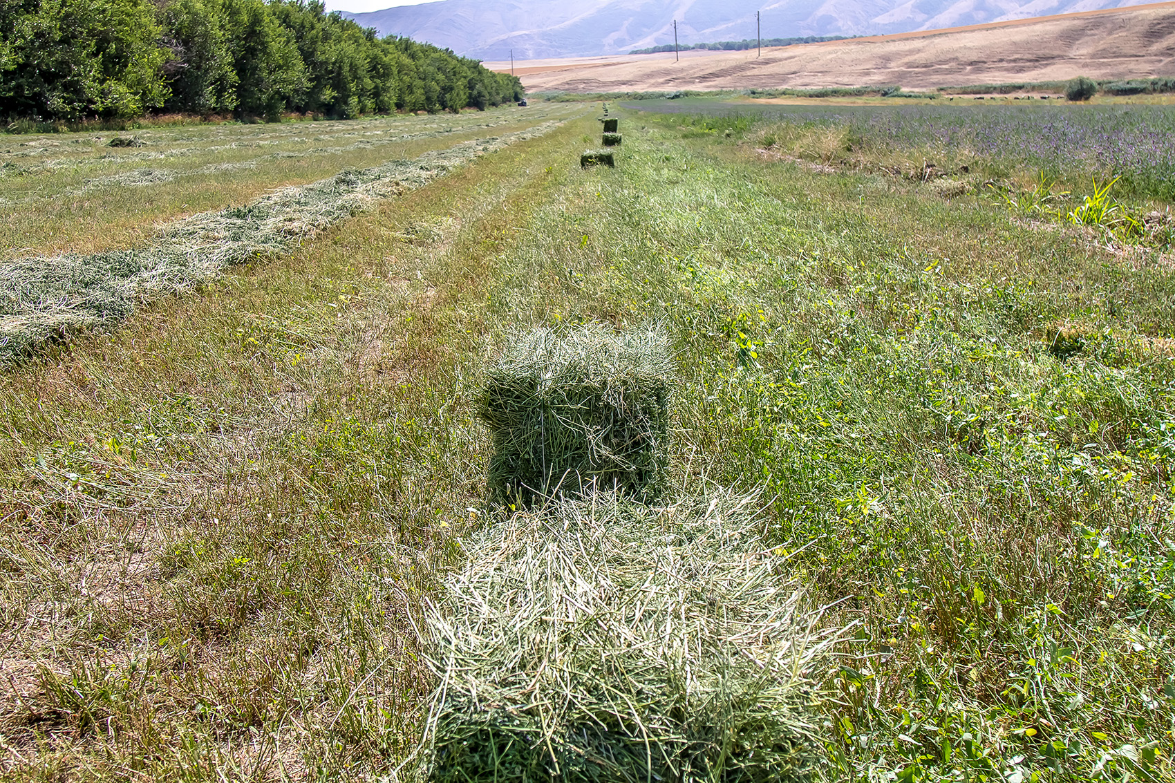 Ezy-See Blue Bale Twine | Donaghys Crop