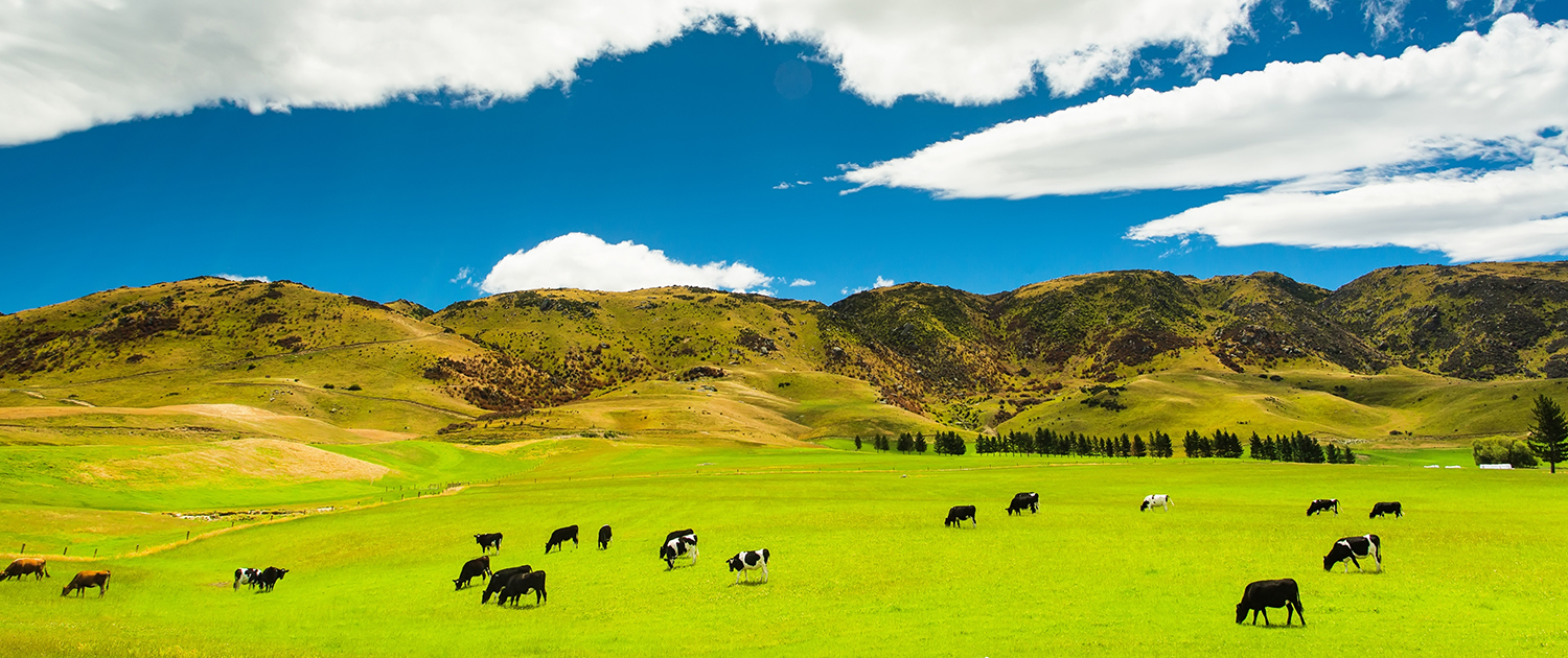 Discover the Best Hay Making Company in New Zealand