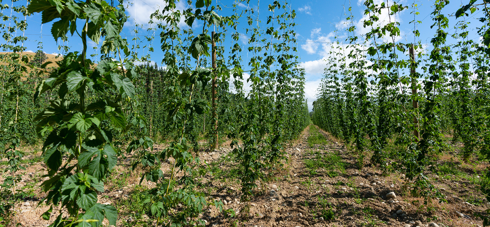 Freerun Baler Twine | Donaghys Crop